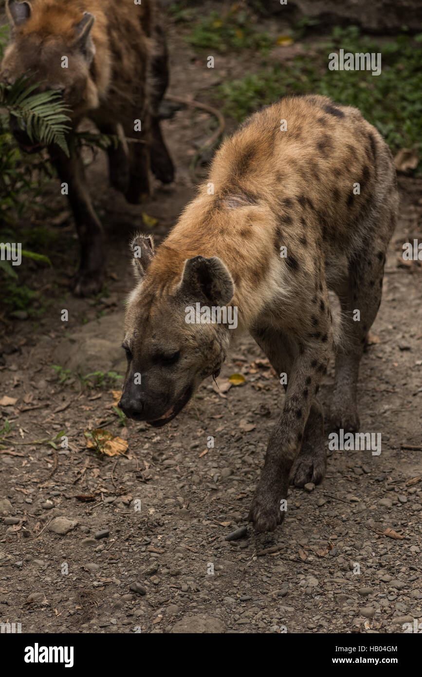 Leopard And Hyena High Resolution Stock Photography and Images - Alamy