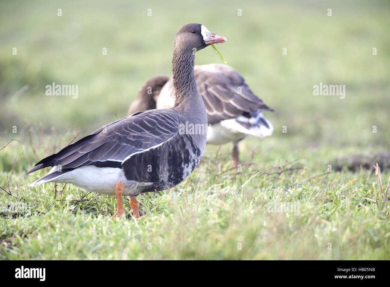 Greater white fronted goose hi-res stock photography and images - Alamy