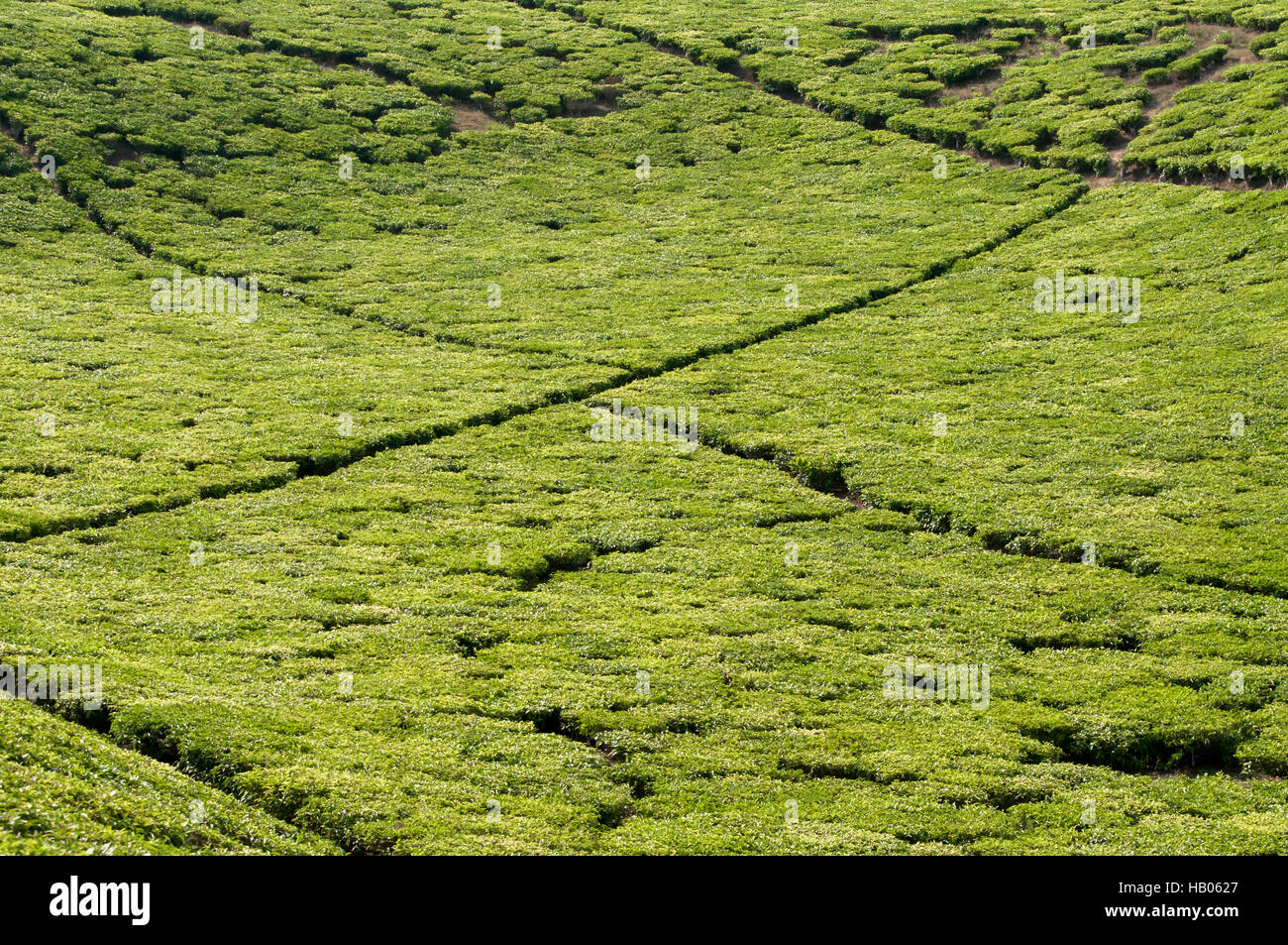 Fair Trade Tea Leaves High Resolution Stock Photography and Images - Alamy