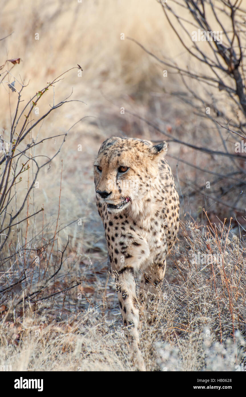 Cheetah prowling hi-res stock photography and images - Alamy