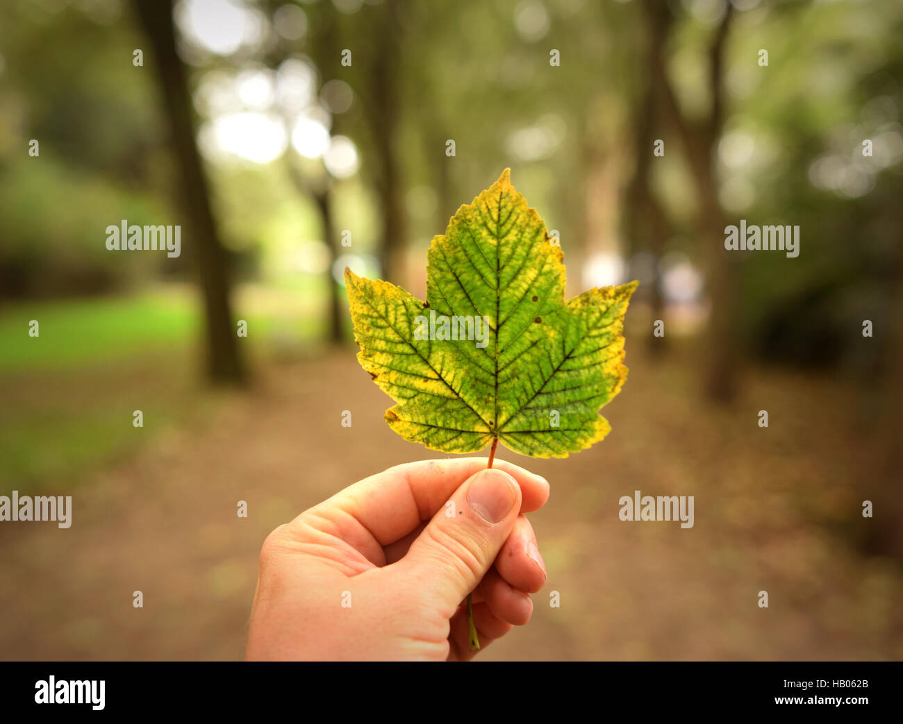 Herbstblatt wald hi-res stock photography and images - Alamy