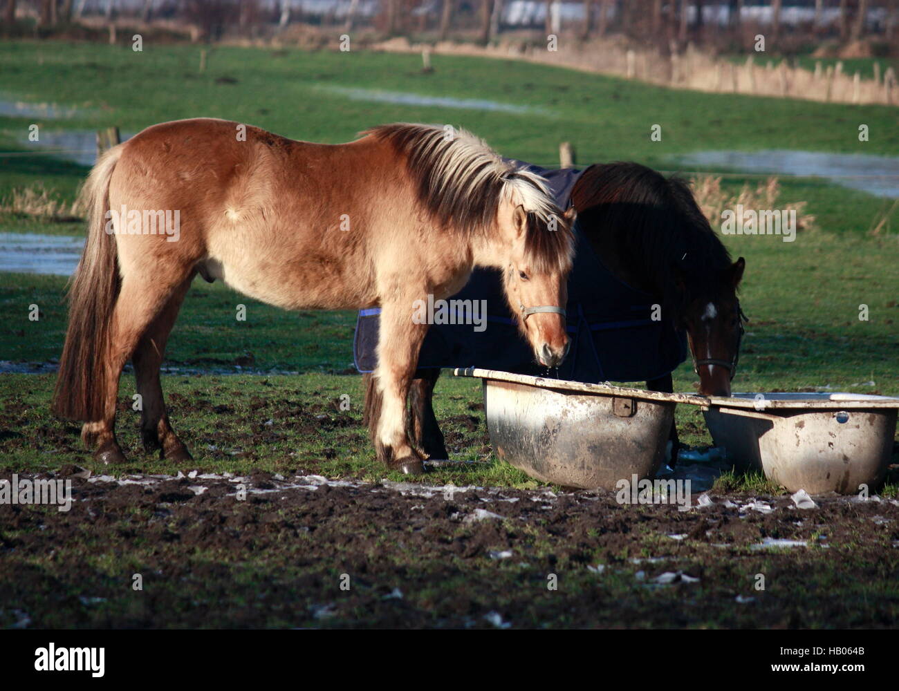 Horses drinks hi-res stock photography and images - Alamy