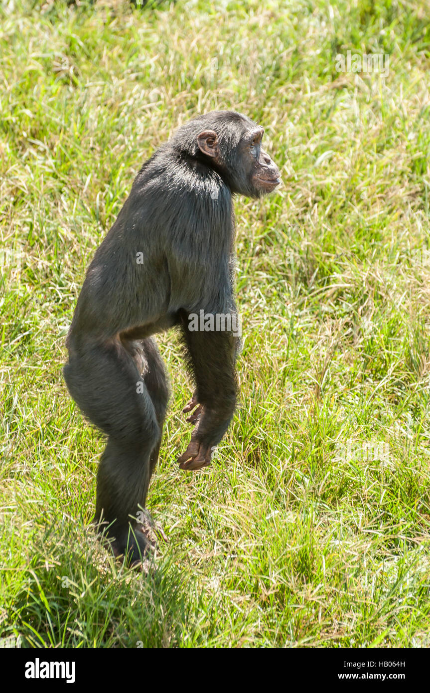 Chimpanzee island hi-res stock photography and images - Alamy