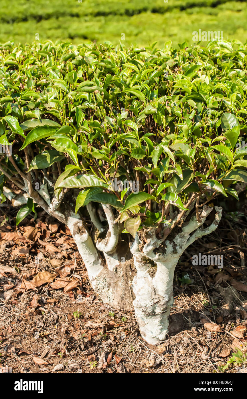 Alone plant square hi-res stock photography and images - Alamy