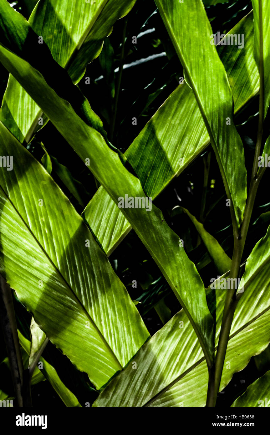 Leaves in Light Stock Photo - Alamy