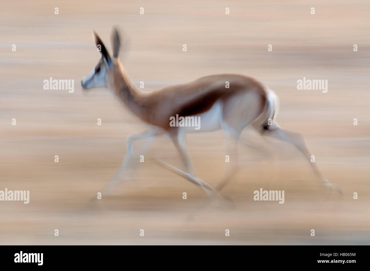 Springbok running hi-res stock photography and images - Alamy