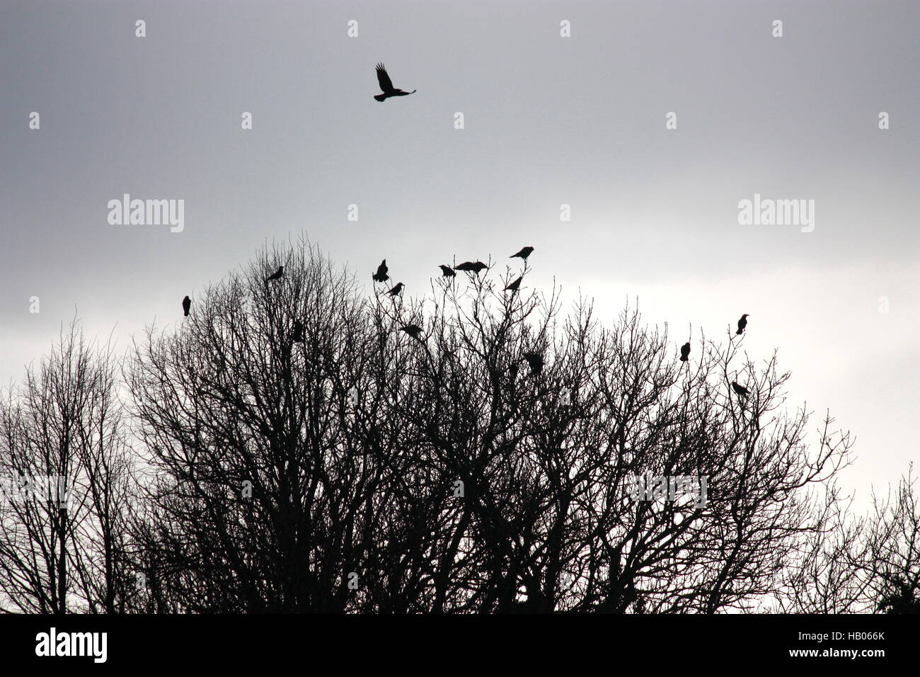 Crows and tree hi-res stock photography and images - Alamy