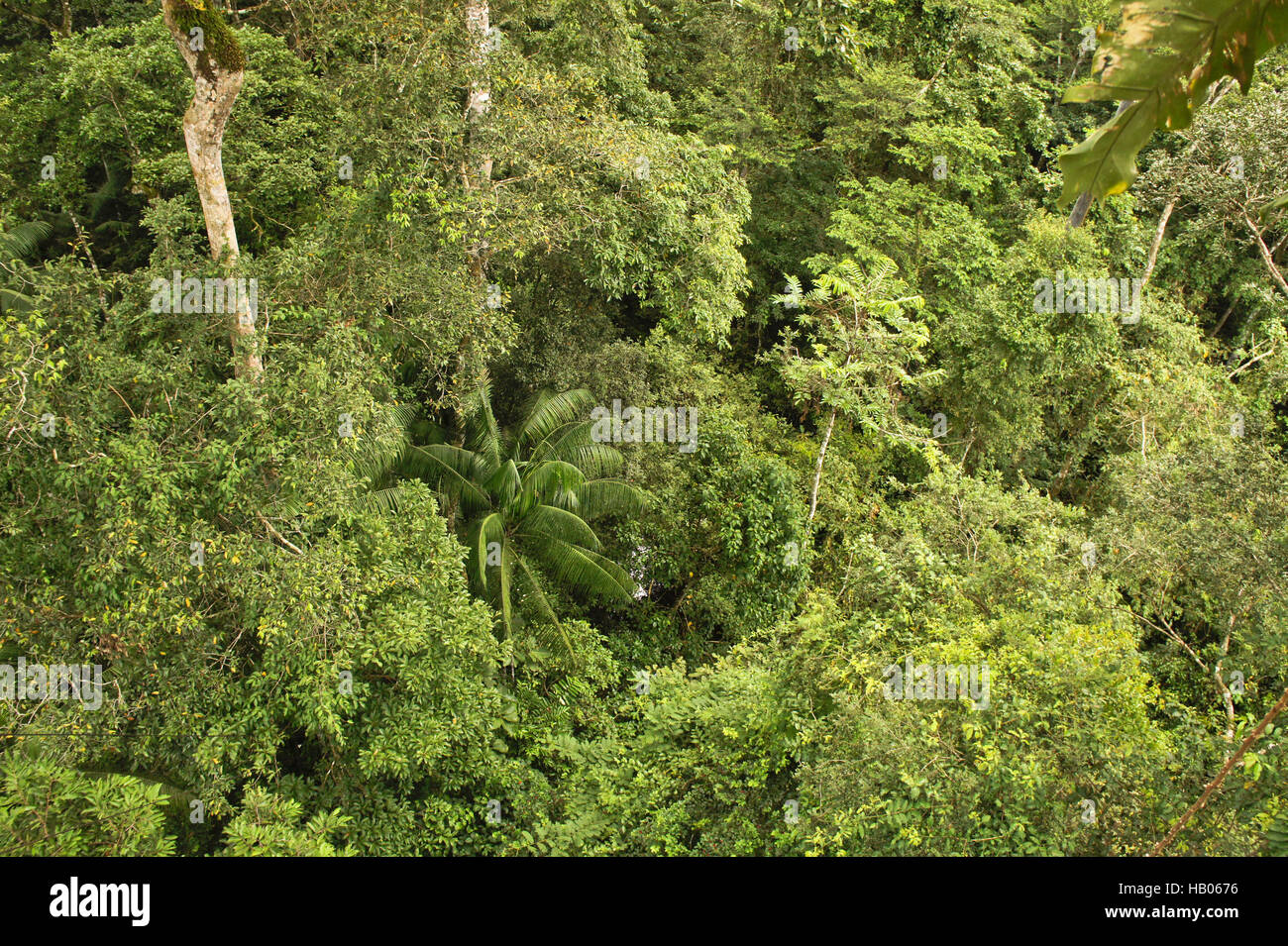 Amazon basin trees hi-res stock photography and images - Alamy