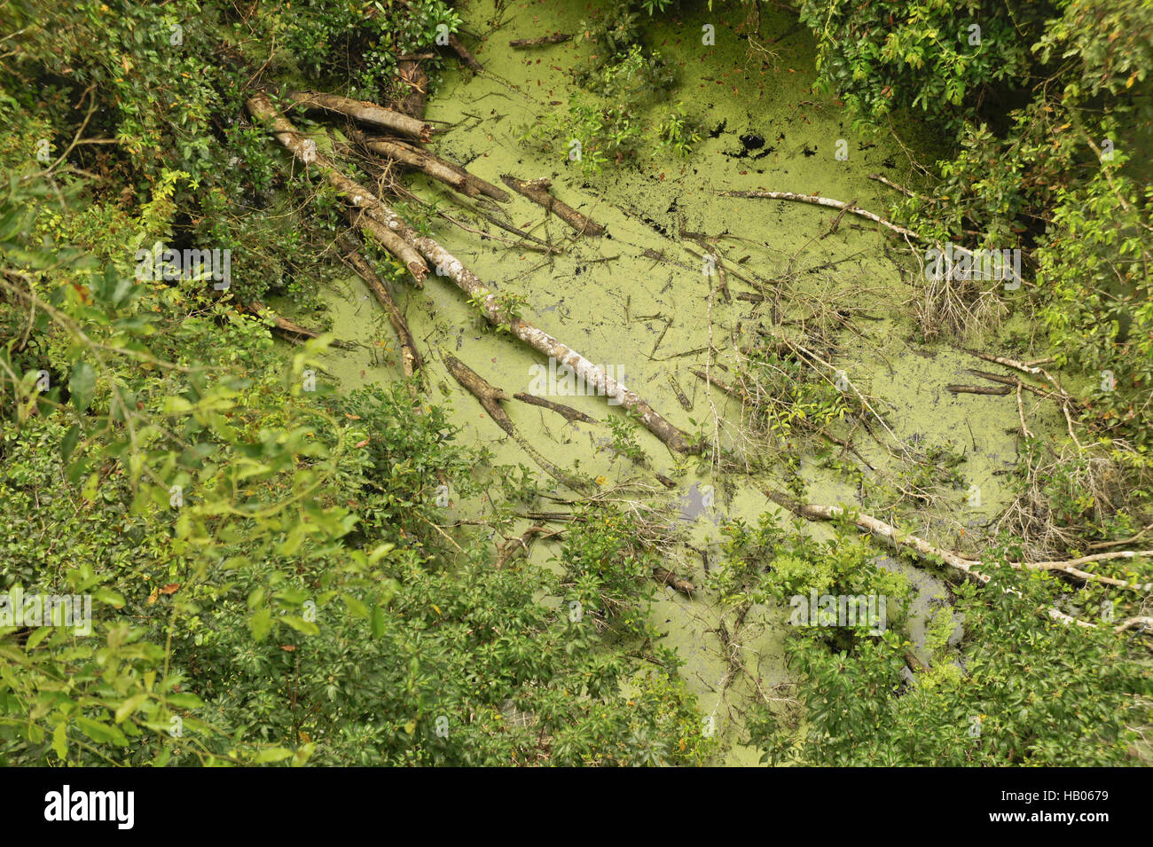 Amazon swamp hi-res stock photography and images - Alamy