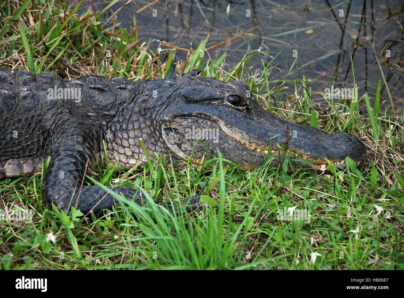 Alligator pflanze hi-res stock photography and images - Alamy