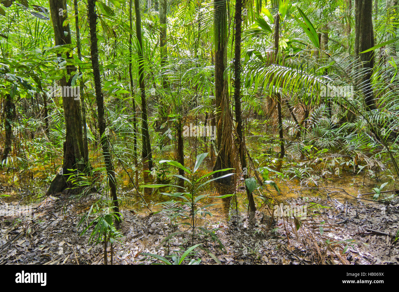 Amazon Basin, Brazil Stock Photo - Alamy