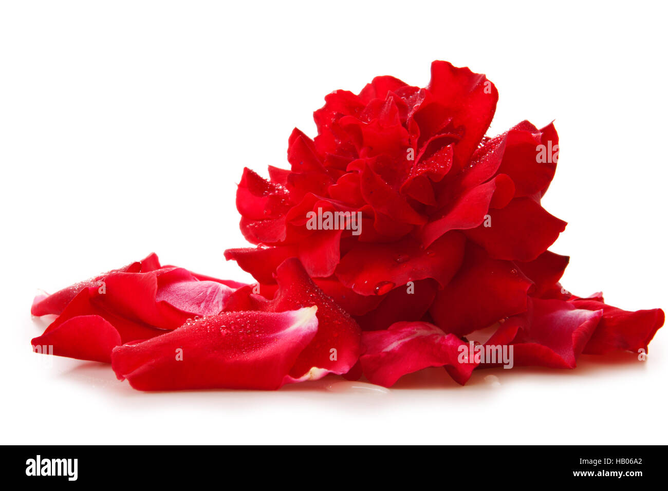 Red rose isolated Stock Photo - Alamy