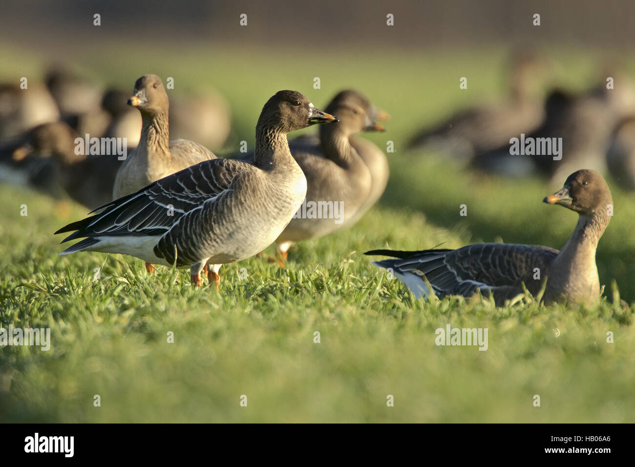 Bean goose hi-res stock photography and images - Alamy