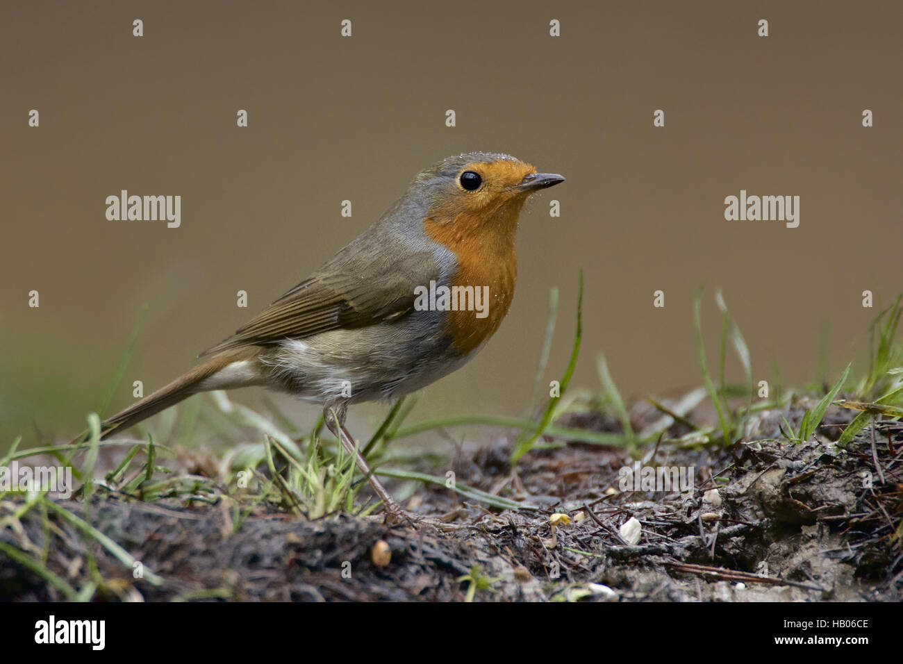 Robin comun hi-res stock photography and images - Alamy