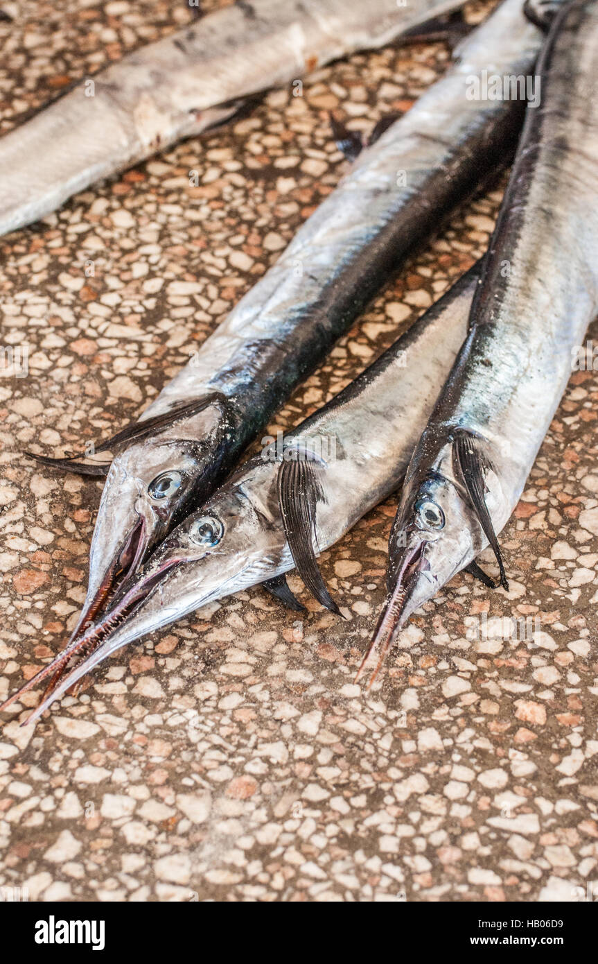 Fresh barracuda fish market hi-res stock photography and images - Alamy