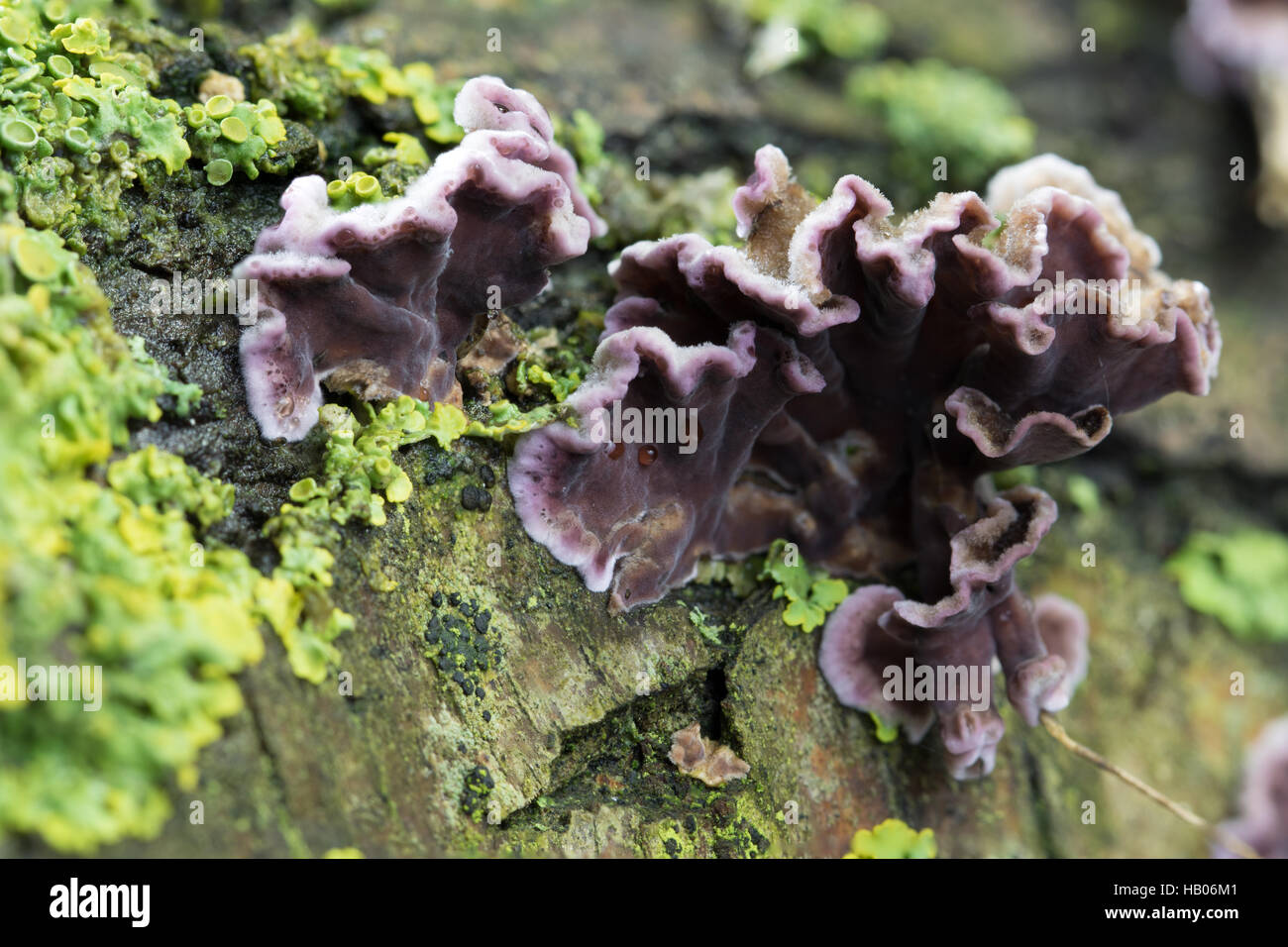Stereum purpureum hi-res stock photography and images - Alamy