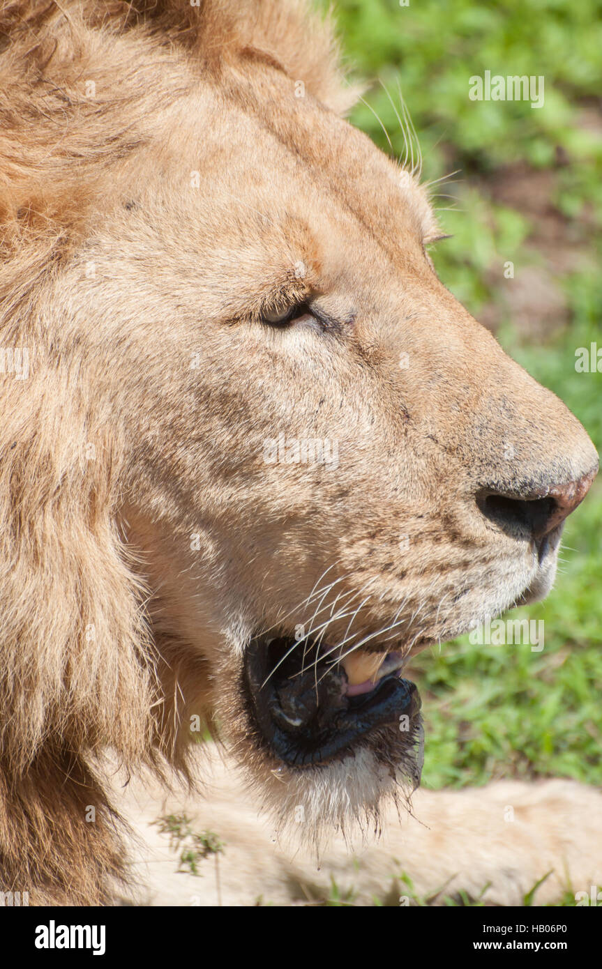Lion down hi-res stock photography and images - Alamy