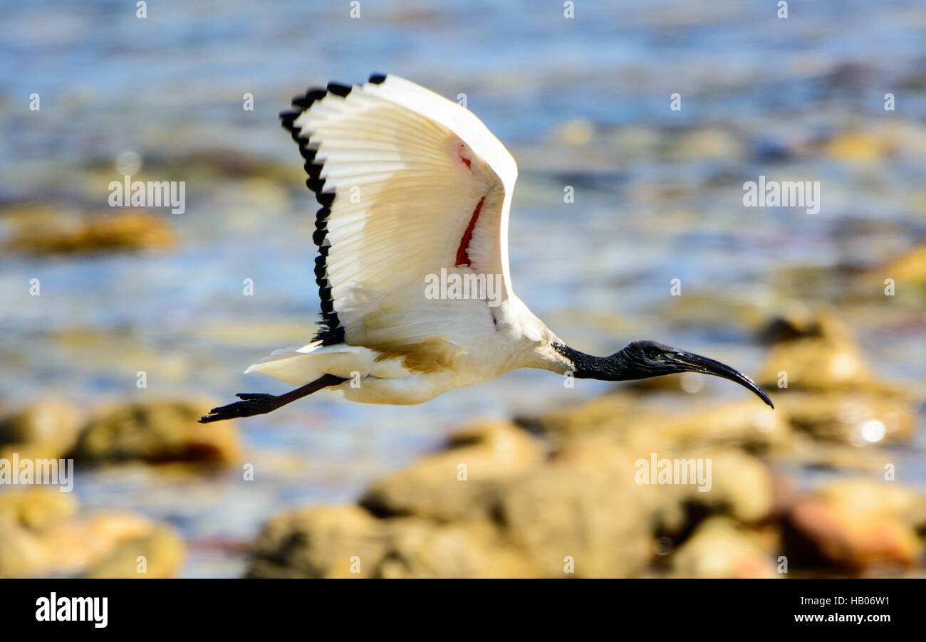 Sacred Ibis in flight Stock Photo - Alamy