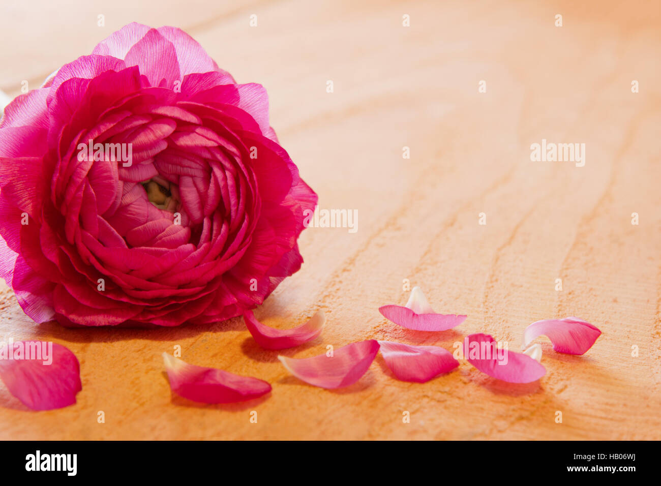 Pink rose petals and rose Stock Photo - Alamy