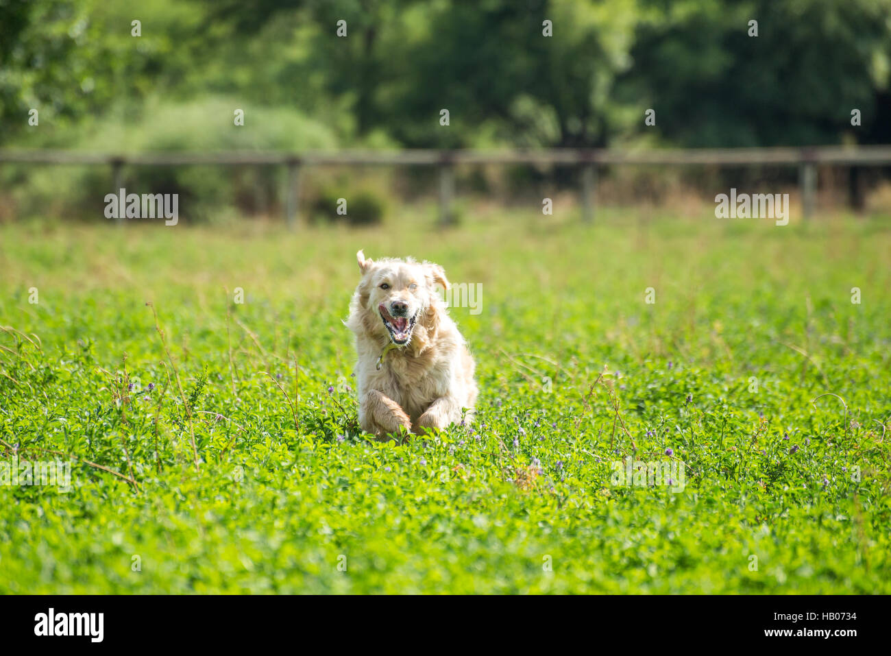 Golden Retriever Running Stock Photo - Alamy