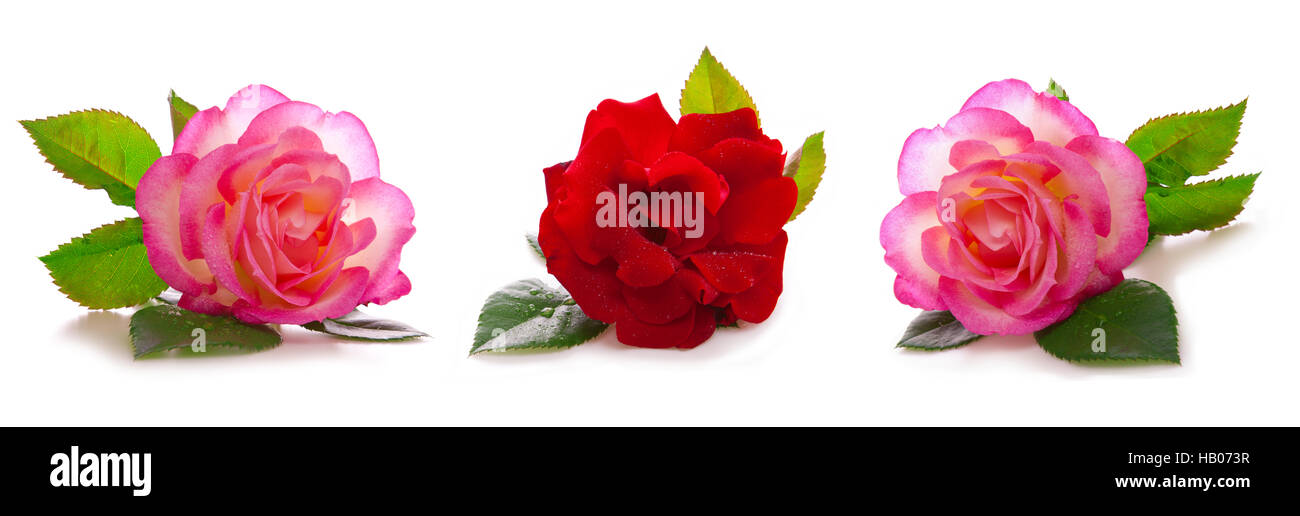 Red pink roses hi-res stock photography and images - Alamy