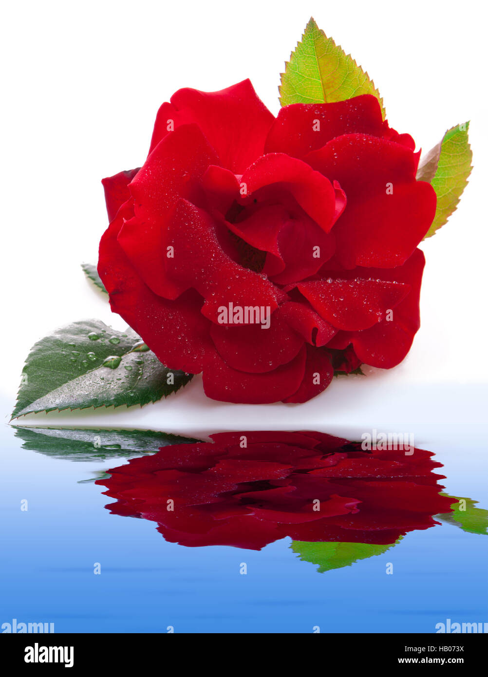 Red rose and water reflection Stock Photo - Alamy