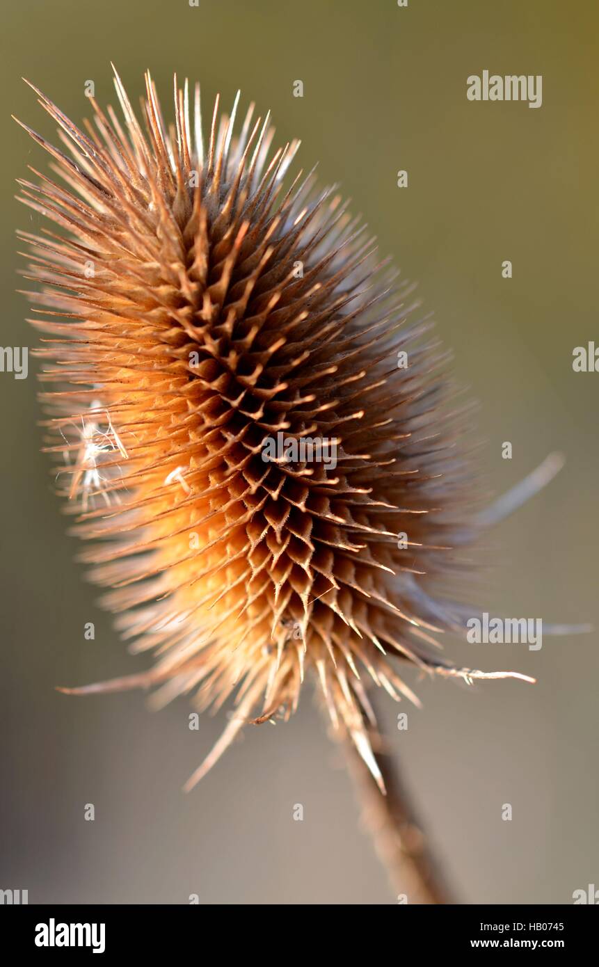 Teasel wild hi-res stock photography and images - Alamy