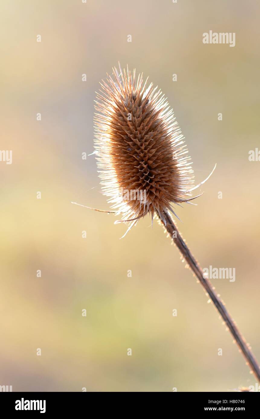 Teasel wild hi-res stock photography and images - Alamy
