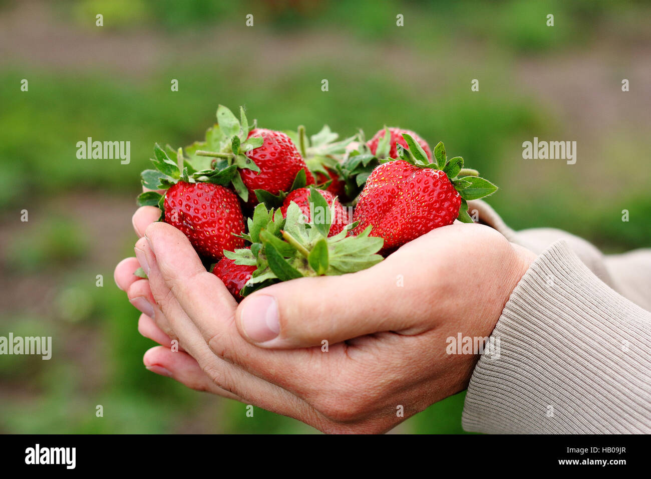 organic strawberry in man's hands, food closeup Stock Photo - Alamy