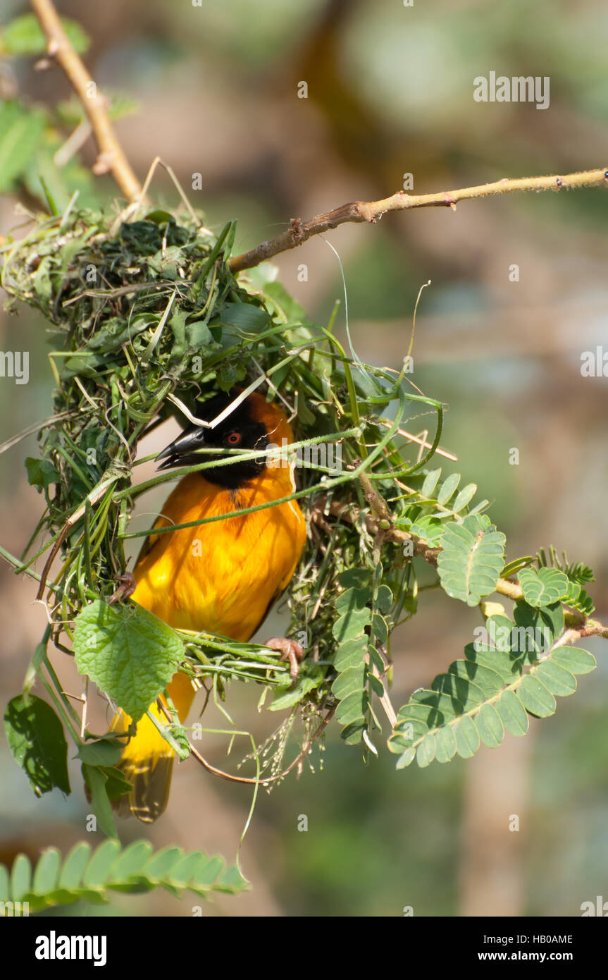 Masked Weaver Building Nest Stock Photo - Alamy