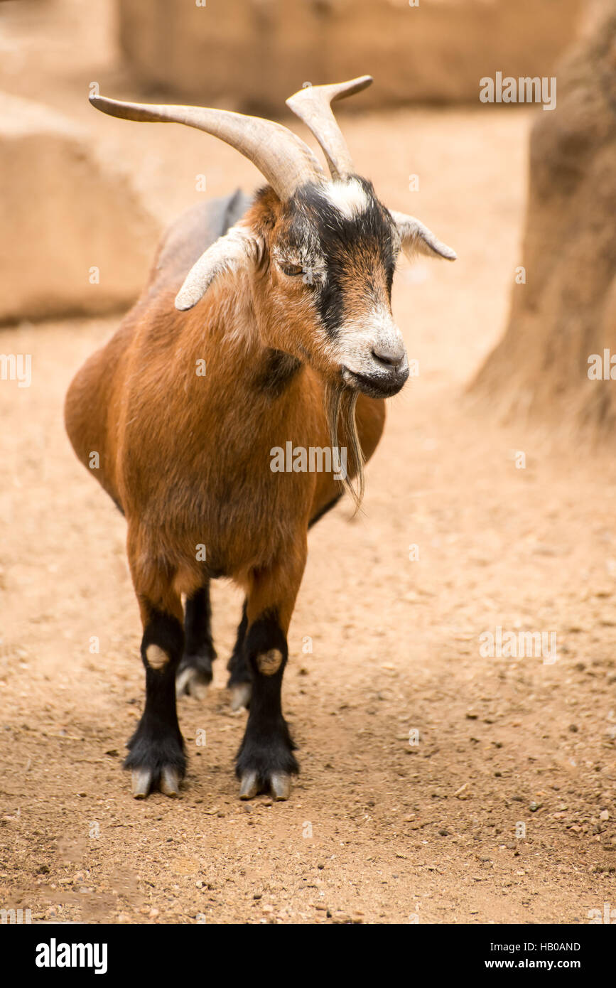 Tiny goat hi-res stock photography and images - Alamy
