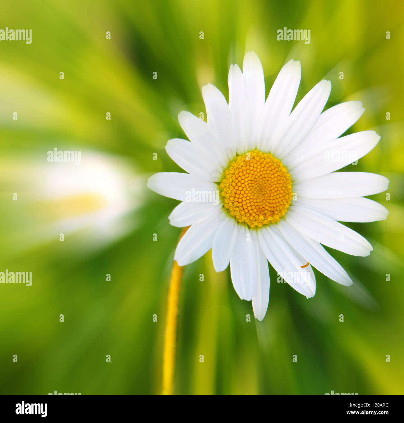 White daisy flower Stock Photo - Alamy