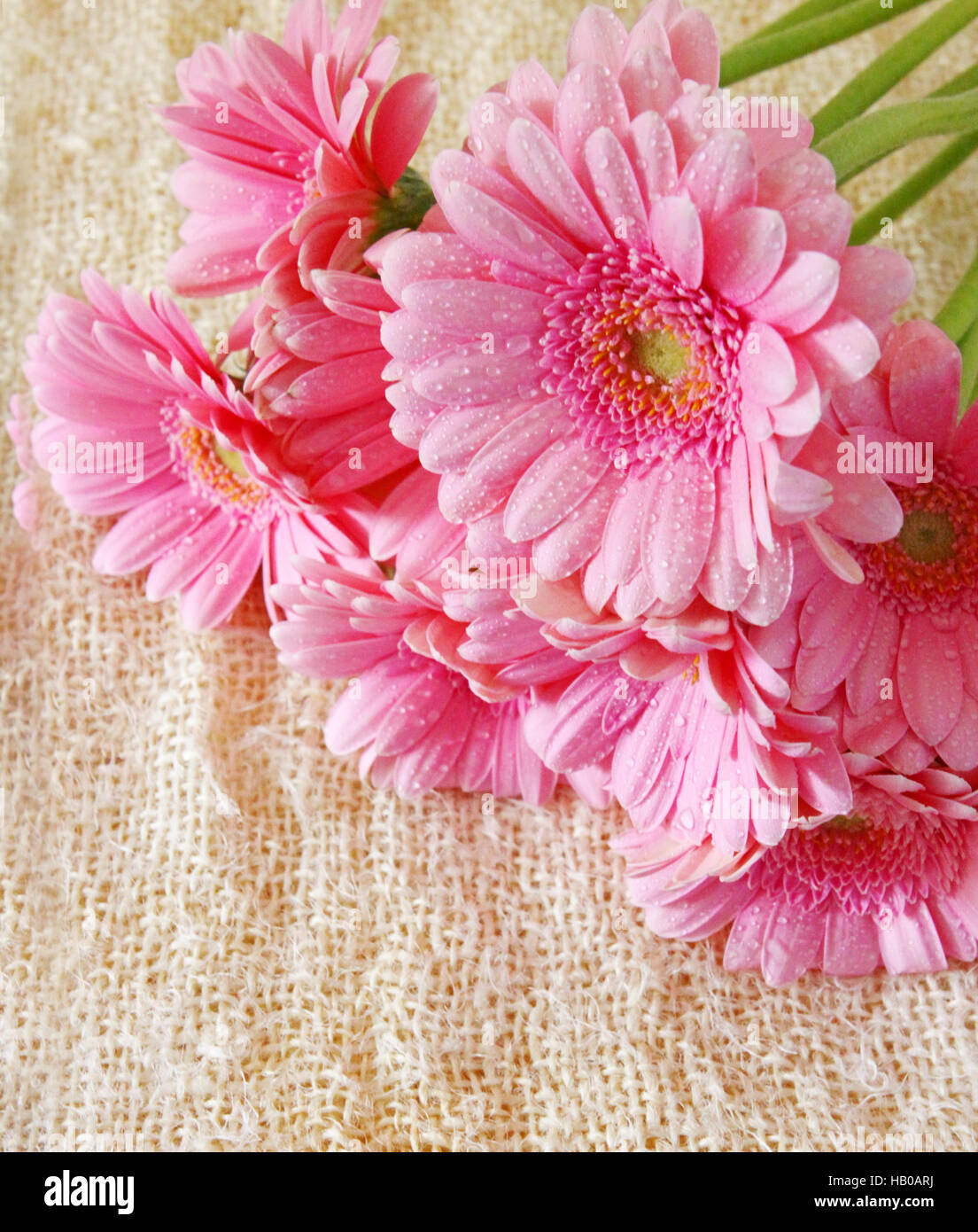 Pink gerber flowers isolated Stock Photo - Alamy