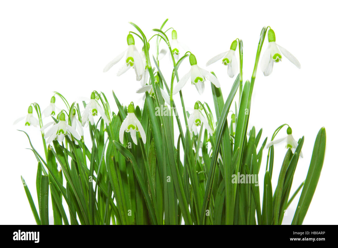 Snow bells isolated Stock Photo - Alamy