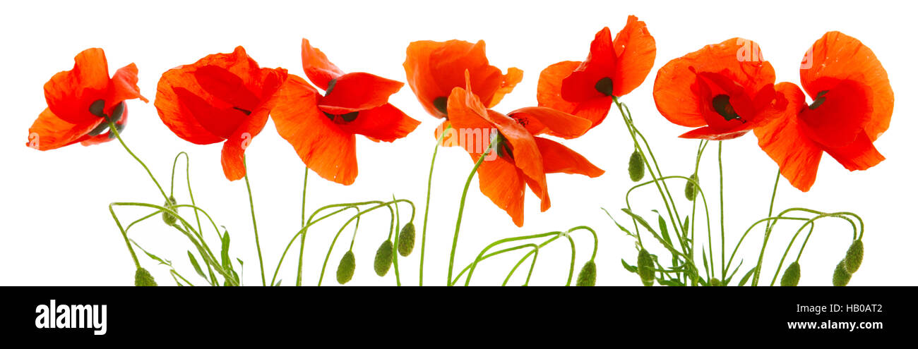 Poppies isolated hi-res stock photography and images - Alamy