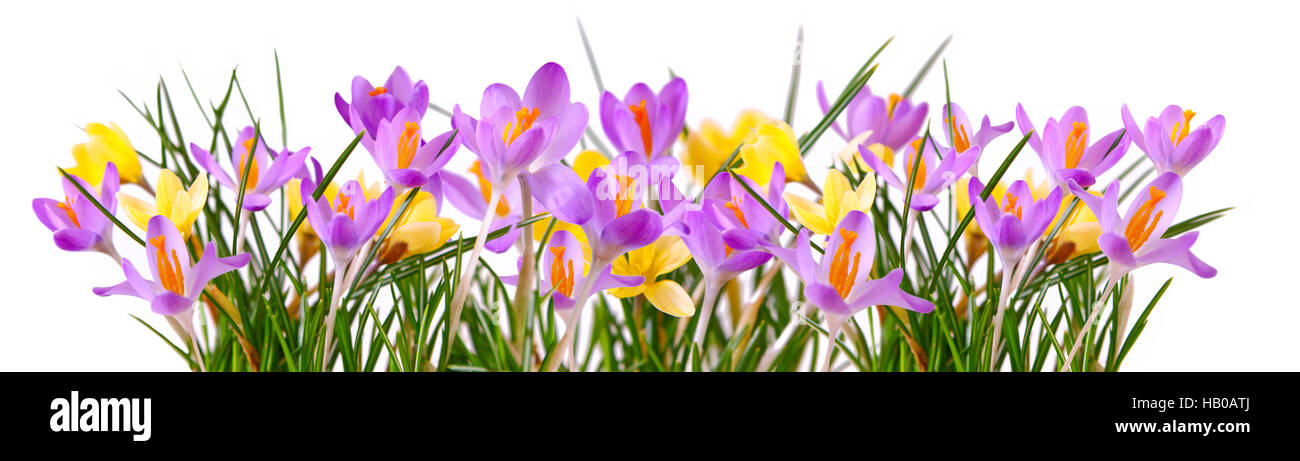 Crocuses hi-res stock photography and images - Alamy