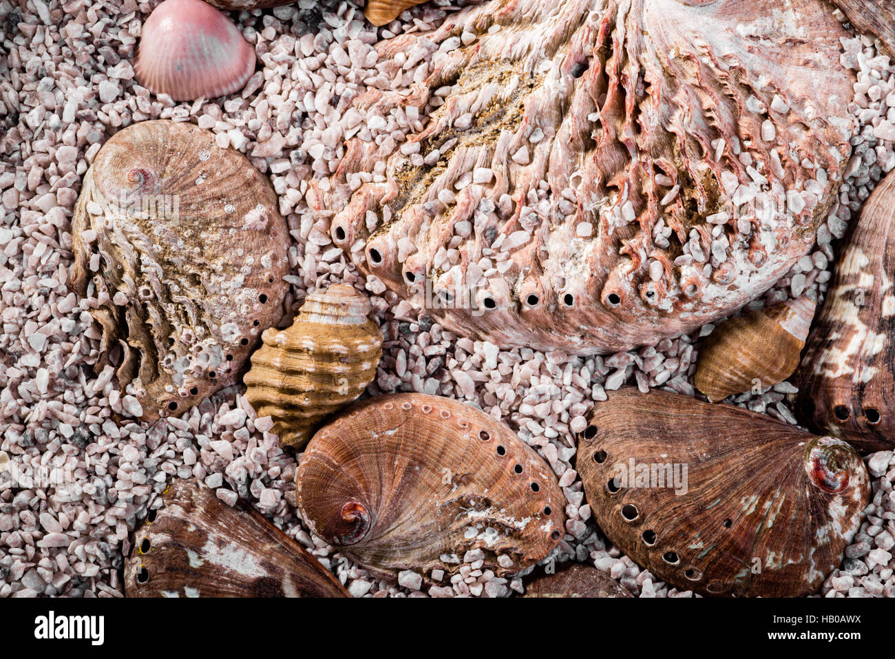 Abalone shells hi-res stock photography and images - Alamy
