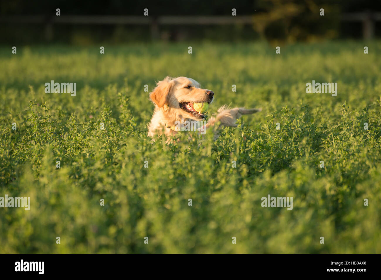 Fast tennis ball hi-res stock photography and images - Alamy