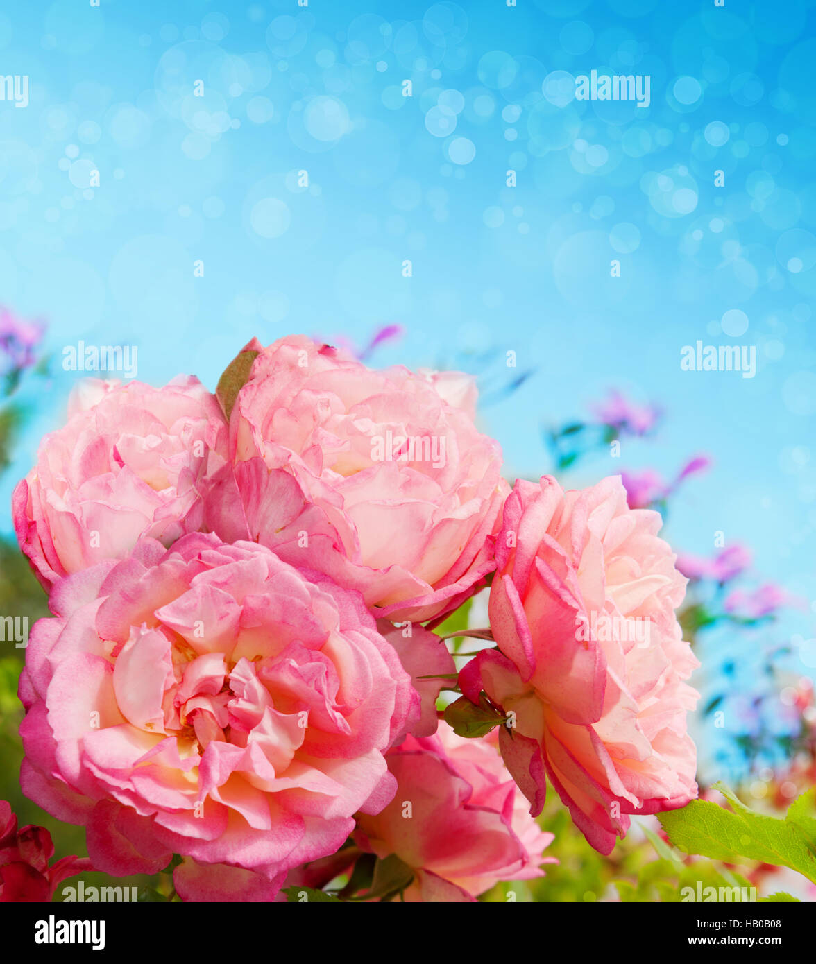 Isolated roses hi-res stock photography and images - Alamy