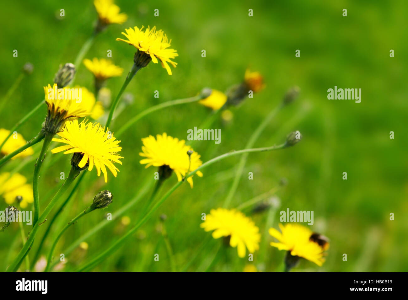 Yellow dandelion isolated Stock Photo - Alamy