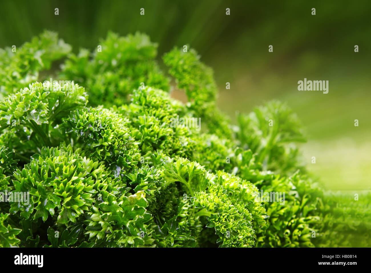 Green parsley isolated Stock Photo - Alamy