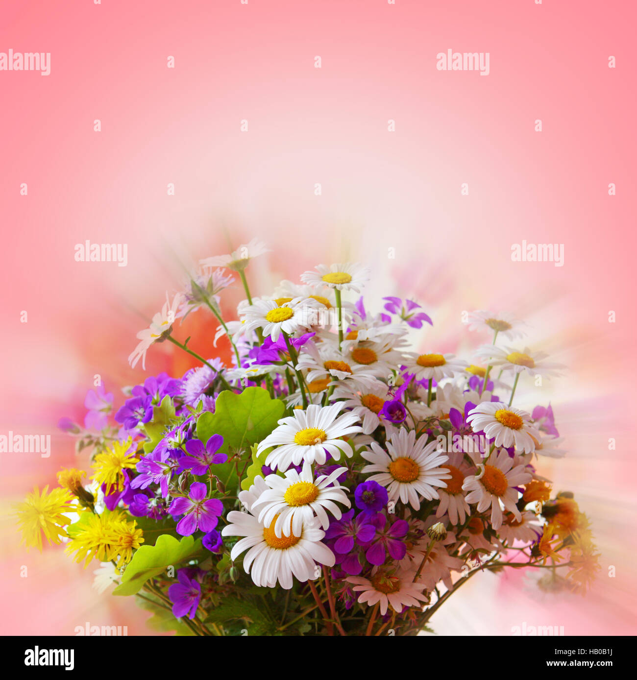 Colorful field of flowers hi-res stock photography and images - Alamy