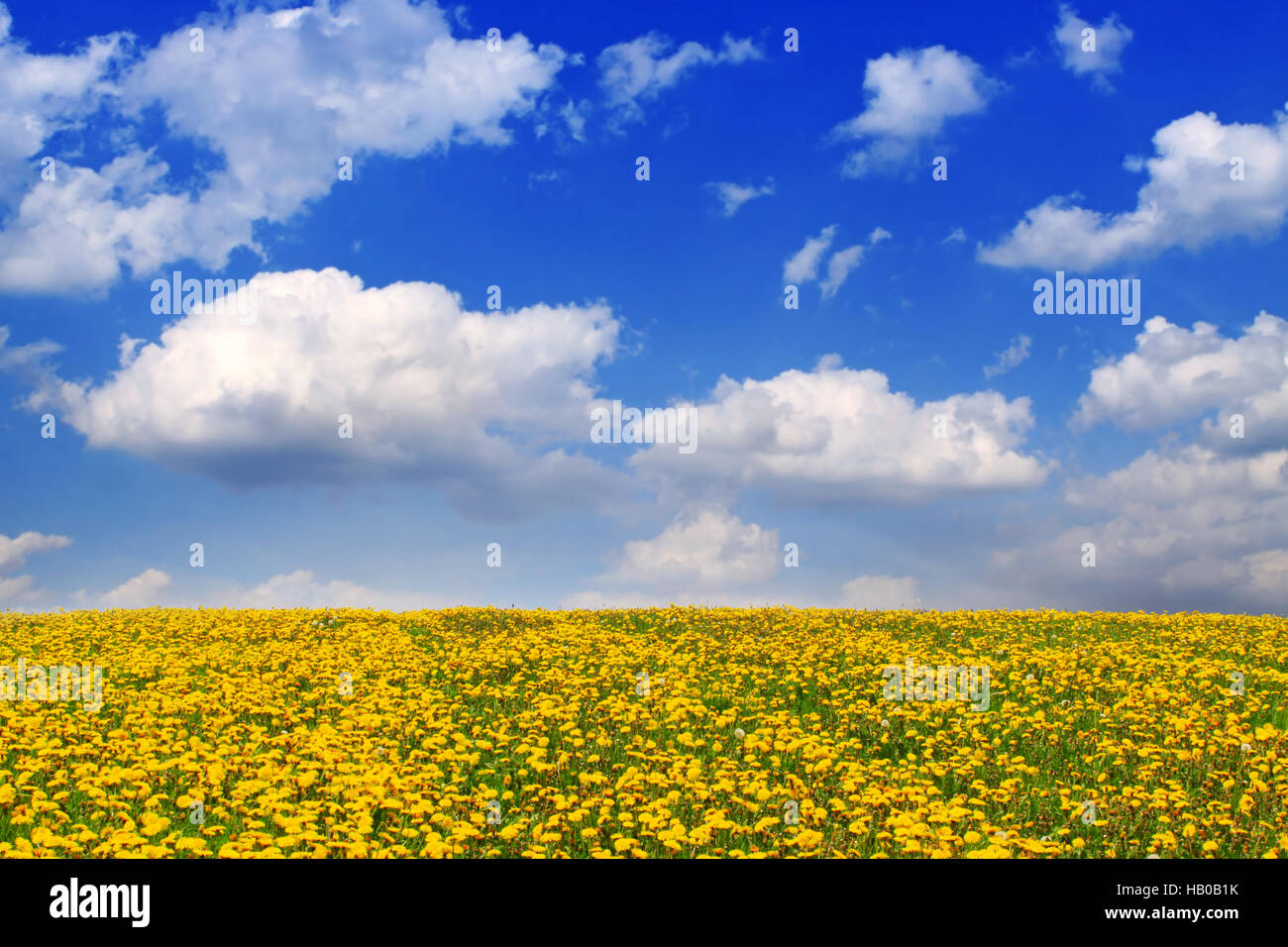 Dandelion farm land hi-res stock photography and images - Alamy