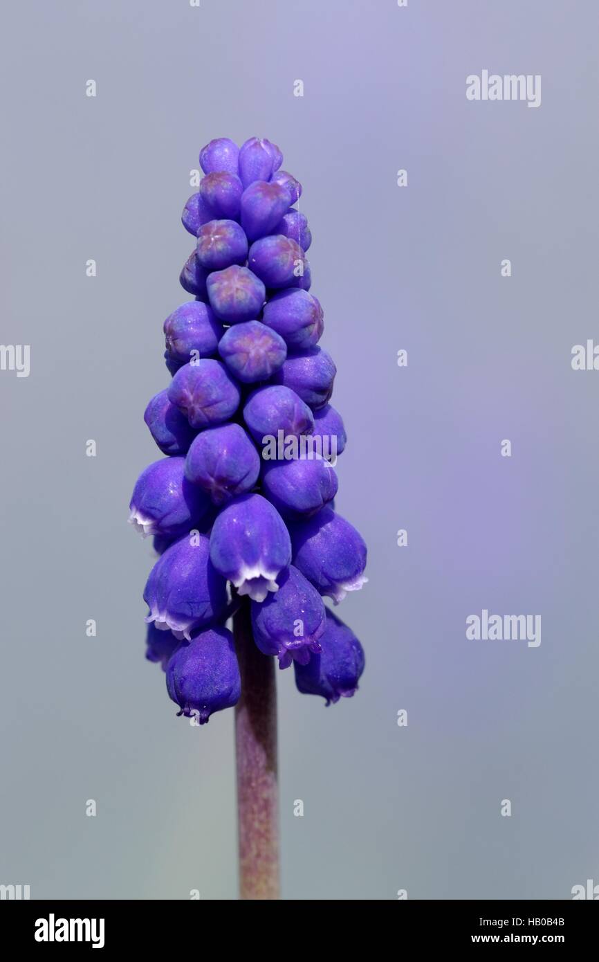 Muscari latifolium flowers hi-res stock photography and images - Alamy