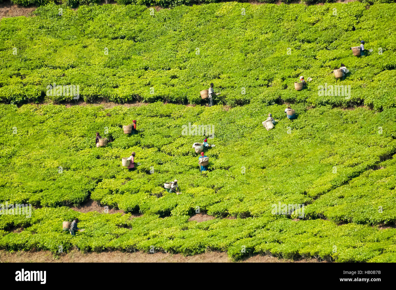Tea workers hi-res stock photography and images - Alamy