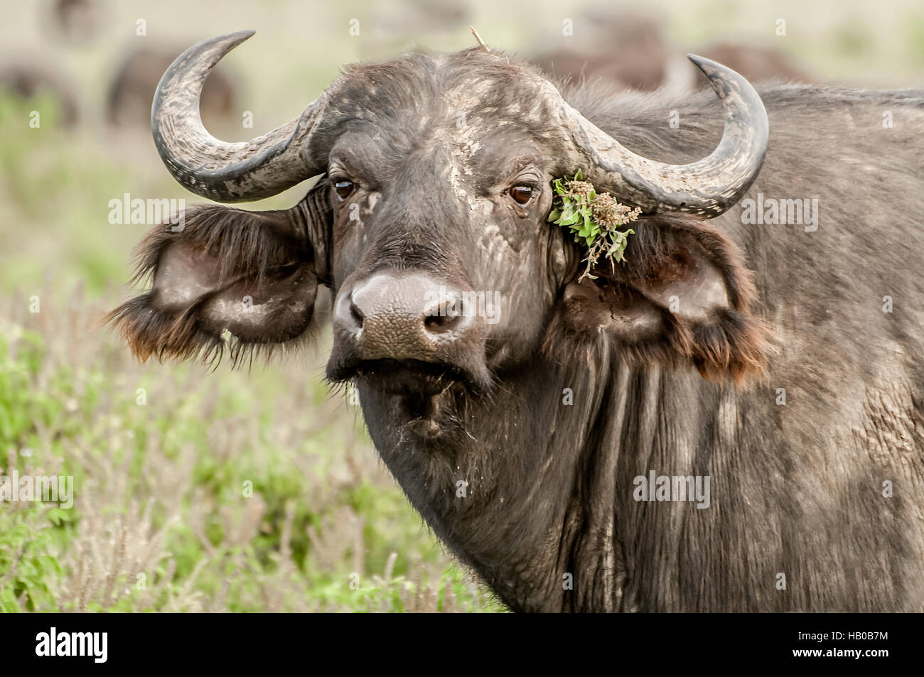 Buffalo with flowers behind the ear Stock Photo - Alamy