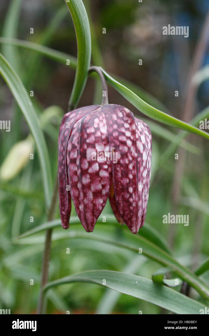 Checkerboard flower hi-res stock photography and images - Alamy