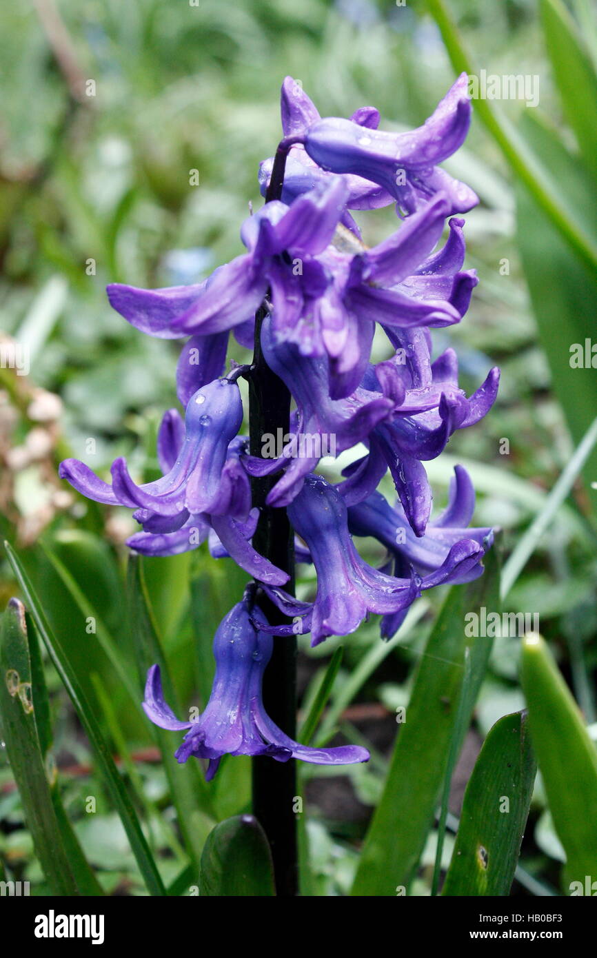 Lily hyacinth hi-res stock photography and images - Alamy