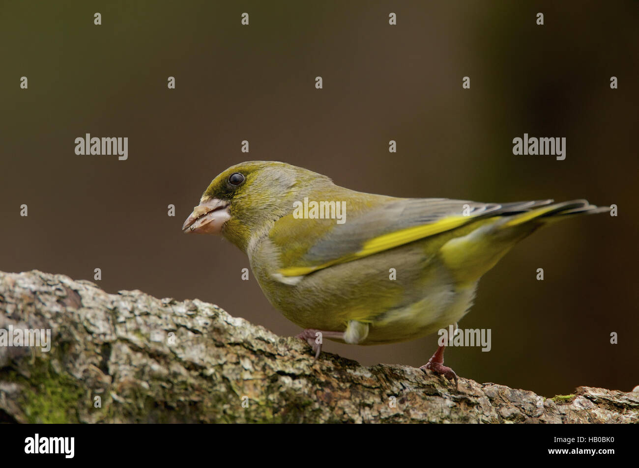European green finch hi-res stock photography and images - Alamy