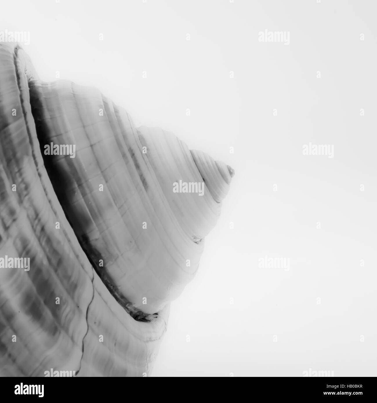 Conch shell black and white hi-res stock photography and images - Alamy